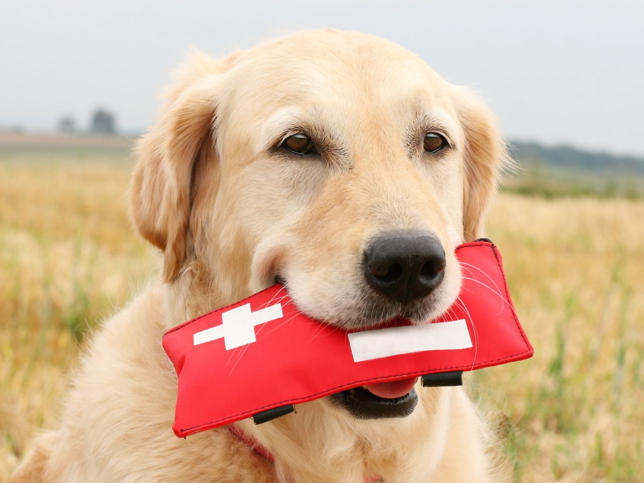 Basic First-Aid Tips For Pets | All Pet Animal Hospital